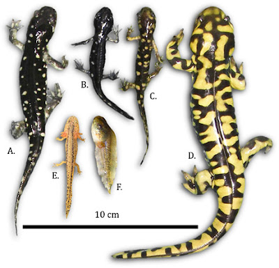 The Dragon's Tales: Cali-Texan Hybrid Salamander Super Predator