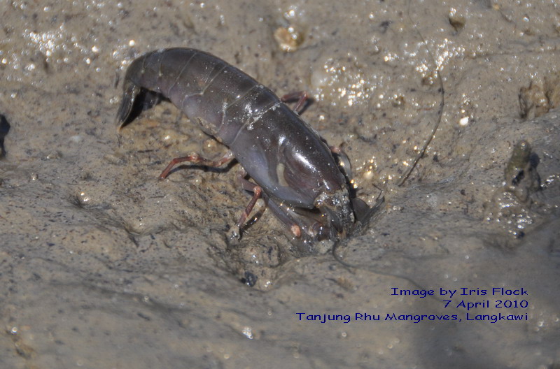 Wendy Nature Guide: Langkawi Mangrove Tour: What's Popping In There?