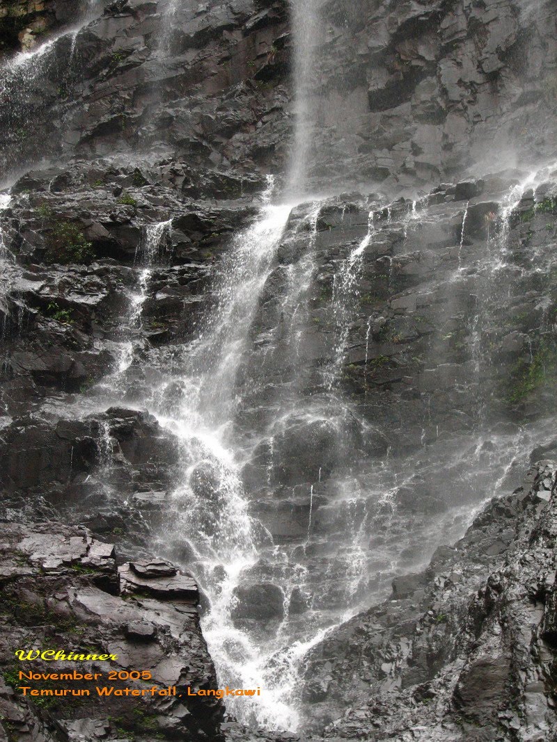 Dreaming of Pandora Forest - LANGKAWI NATURE BLOG, CONSERVATION ISSUES ...