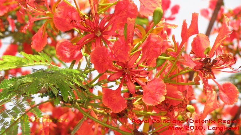 Dreaming of Pandora Forest - LANGKAWI NATURE BLOG, CONSERVATION ISSUES ...