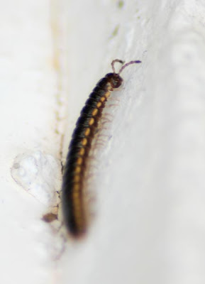 yo sandora: CIEN CIENPIES