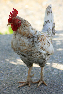 yo sandora: MINI GALLO