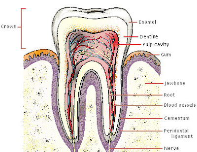 Oral Surgeons: Human Teeth:A general Information