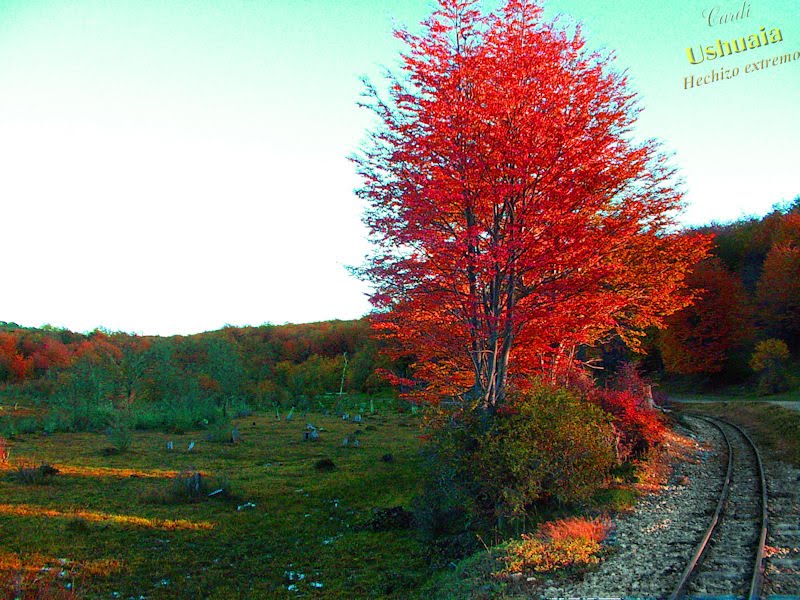 Ushuaia, Tierra del Fuego en fotos e historia: Lenga otoñal fueguina