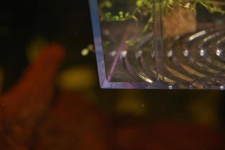 Apistogramma Cacatuoides: Evolución Alevines de 1 a 7 meses