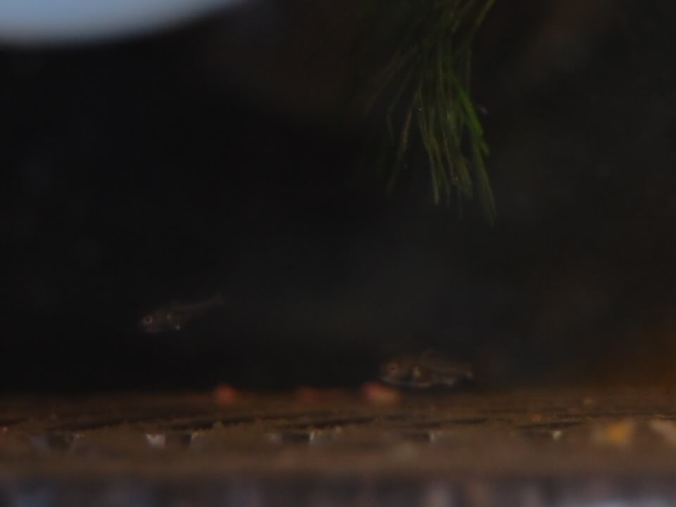 Apistogramma Cacatuoides: Evolución Alevines de 1 a 7 meses