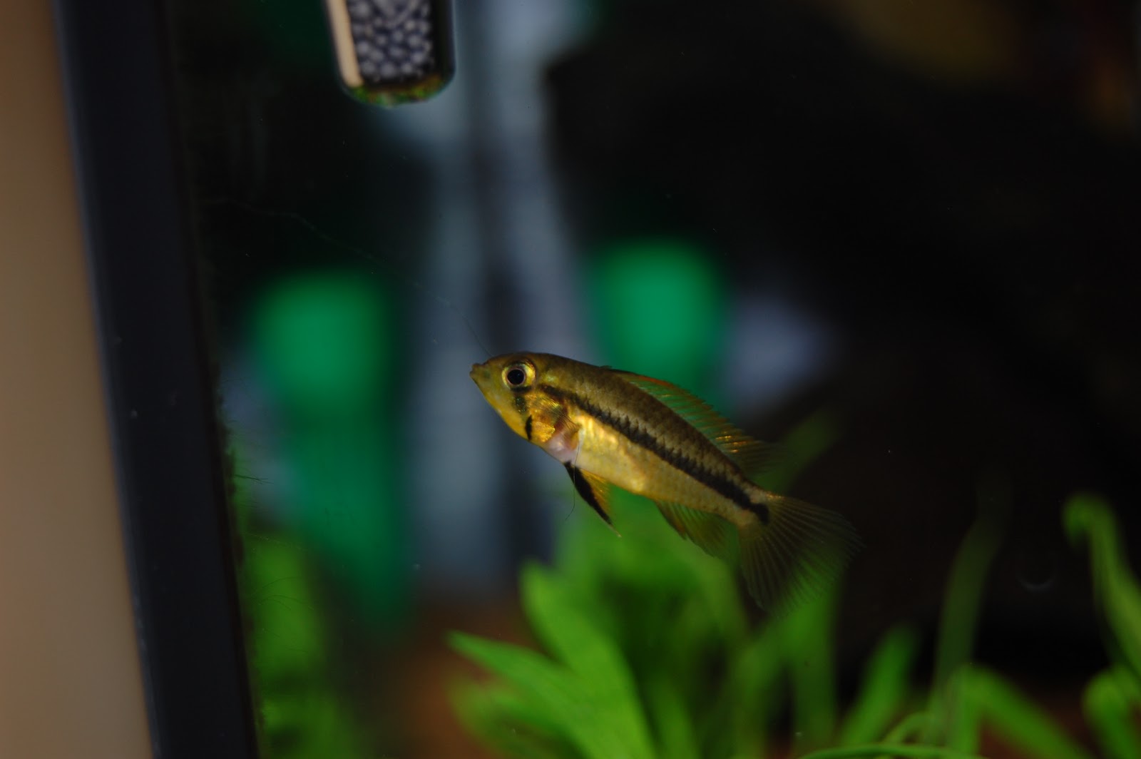 Apistogramma Cacatuoides: Evolución Alevines de 1 a 7 meses