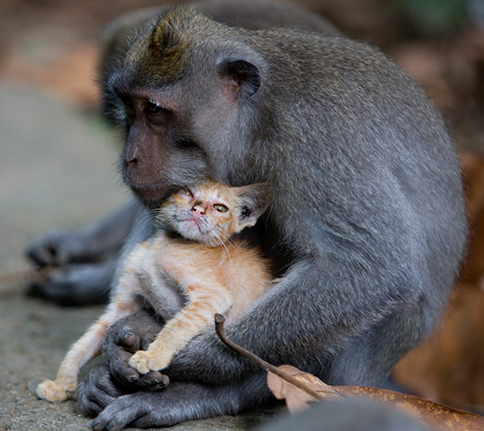 Catsparella: Cats and Monkeys Are Having the Best Week Ever