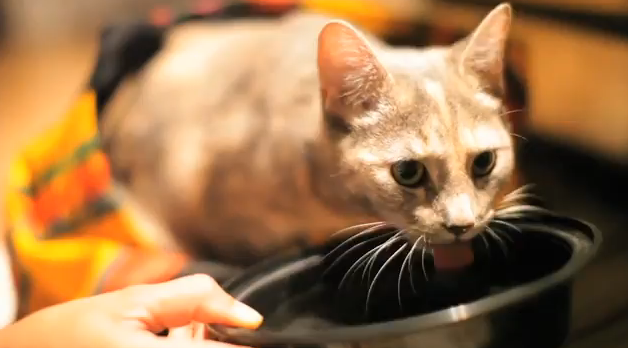 Catsparella: Daring Cat Rescue: Once, Twice, Three Times a Kitty