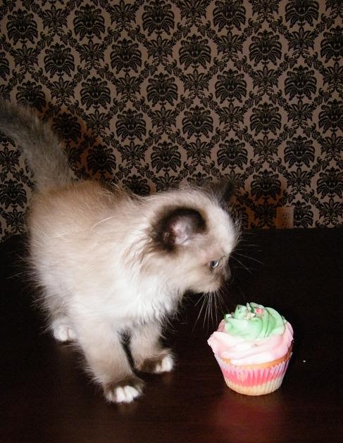 Catsparella: Cat Cupcake Tuesdays