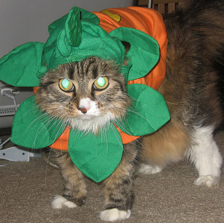 Catsparella: 20 Cats in Festive Pumpkin Costumes