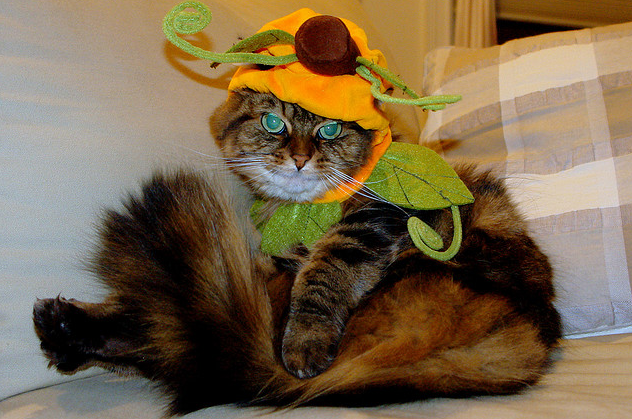 Catsparella: 20 Cats in Festive Pumpkin Costumes
