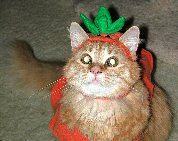 Catsparella: 20 Cats in Festive Pumpkin Costumes