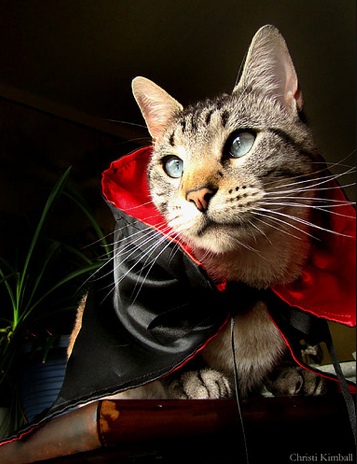 Catsparella: 20 Sparkly Kitty Vampires