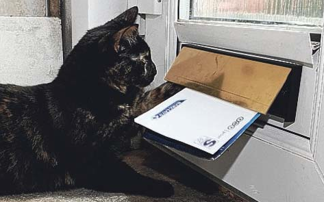 Catsparella: Daily Kitty Links