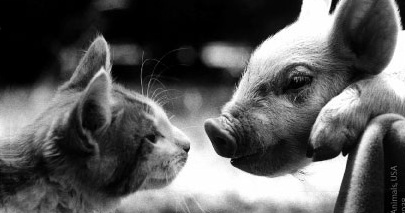 Catsparella: Cats and Pigs, Pigs and Cats