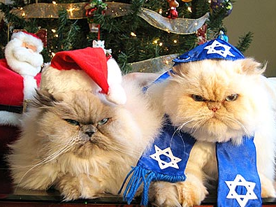 Catsparella: Cats Celebrating Hanukkah