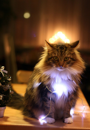 Catsparella: 20 Cats Basking in the Glow of Christmas Lights