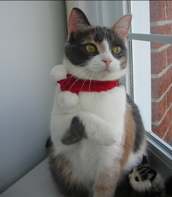 Catsparella: 51 Cats Wearing Cozy Winter Scarves