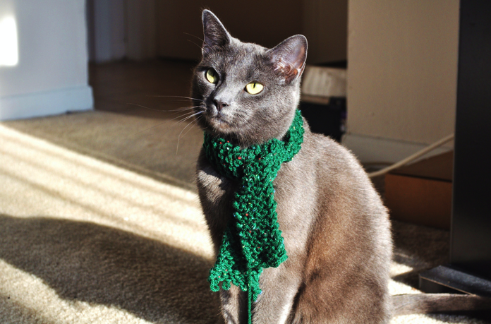 Catsparella: 51 Cats Wearing Cozy Winter Scarves