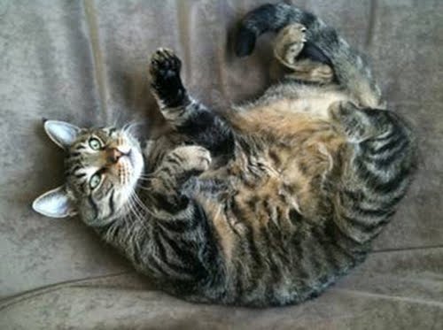 Catsparella: James Franco's Pudgy Pussycat