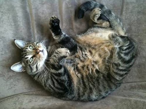 Catsparella: James Franco's Pudgy Pussycat