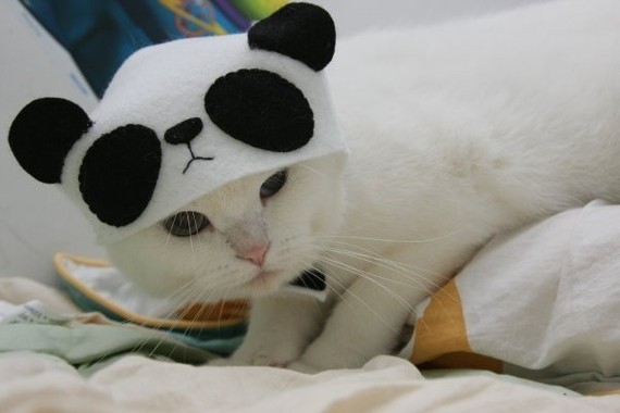 Catsparella: Asian Inspired Cat Hats