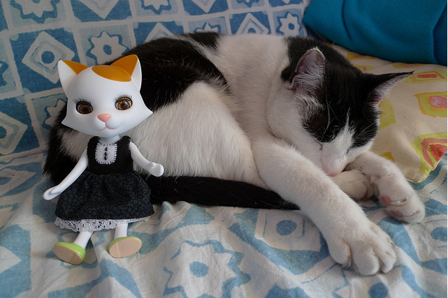 Catsparella: I Want A Nikki Cat Fashion Doll