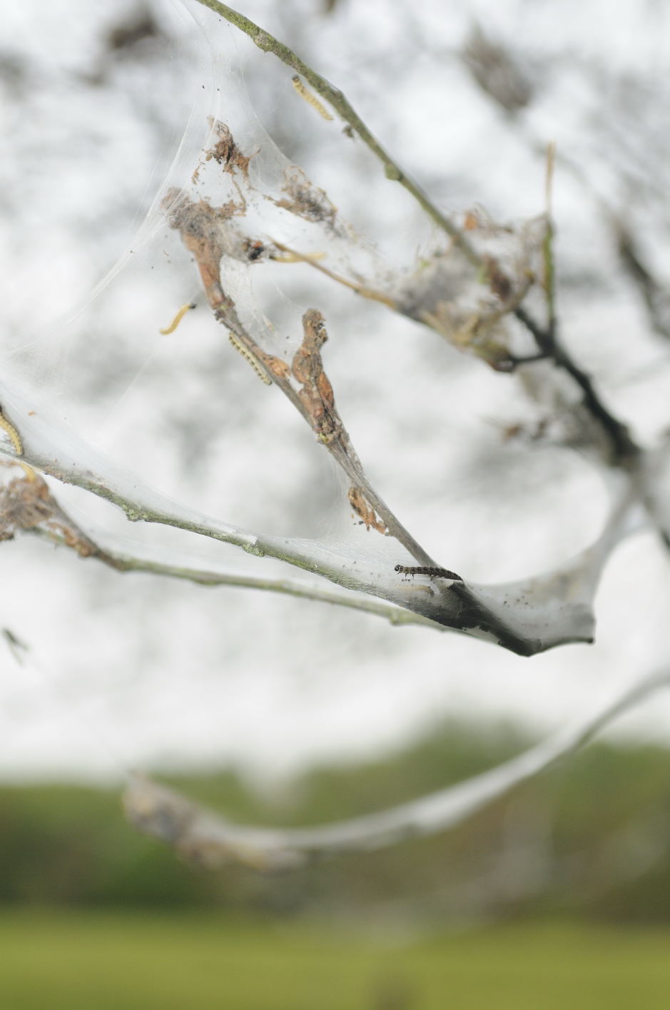 weerterbos: Vlinders, motten en rupsen.