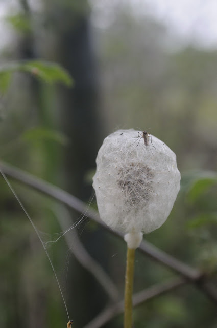 weerterbos: Vlinders, motten en rupsen.
