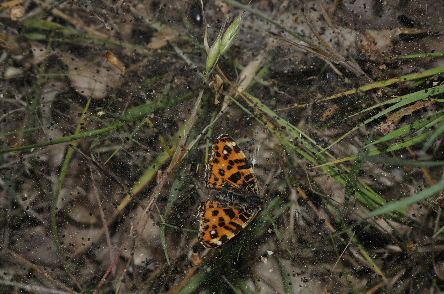 weerterbos: Vlinders, motten en rupsen.