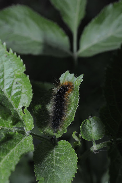 weerterbos: Vlinders, motten en rupsen.