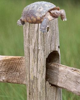 RightsideVA: "Post Turtle"...