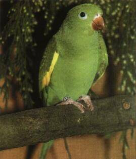 Faynak: el Faynak se solidariza con el Pajaro Verde