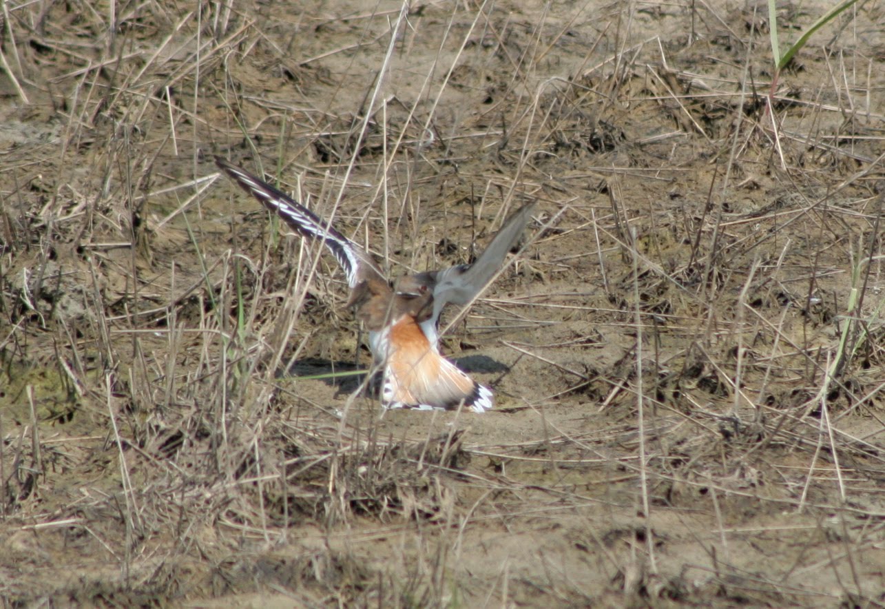 Broken Wing Display ~ Landfill Bird Blog