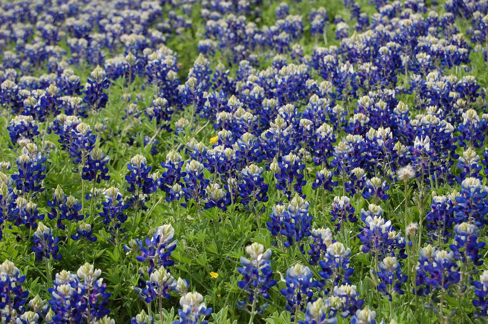Blessings From Aubrey: Texas Blue Bonnets