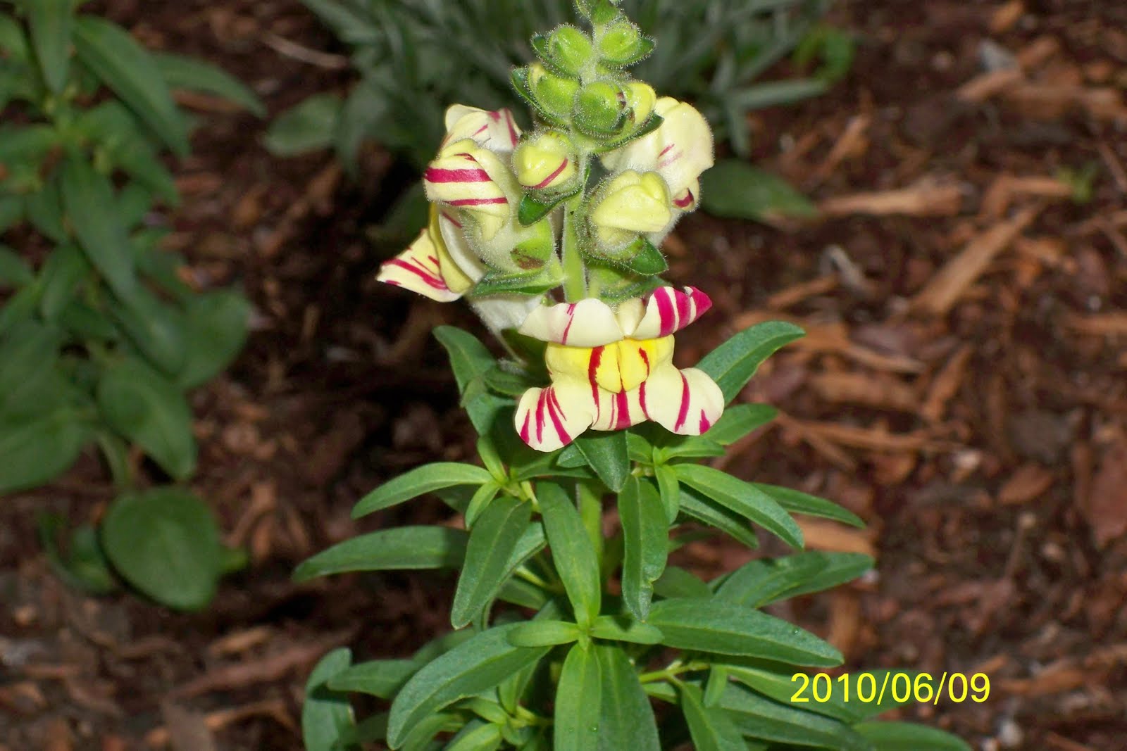 Tales From the Mountainside: Stripes and Picotees