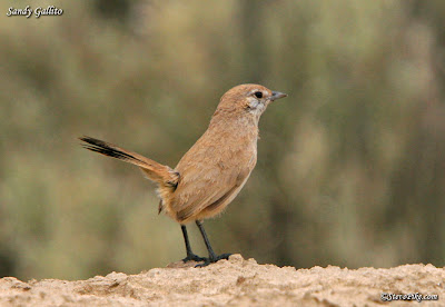 Moth Man: February 2008