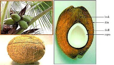 Saúde Sem Glúten: O Coco