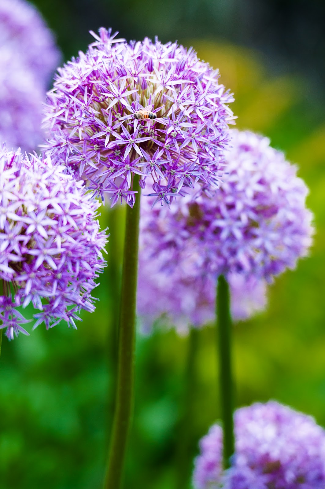 Pink Posey Design: Bright and Colorful Spring Garden Wedding