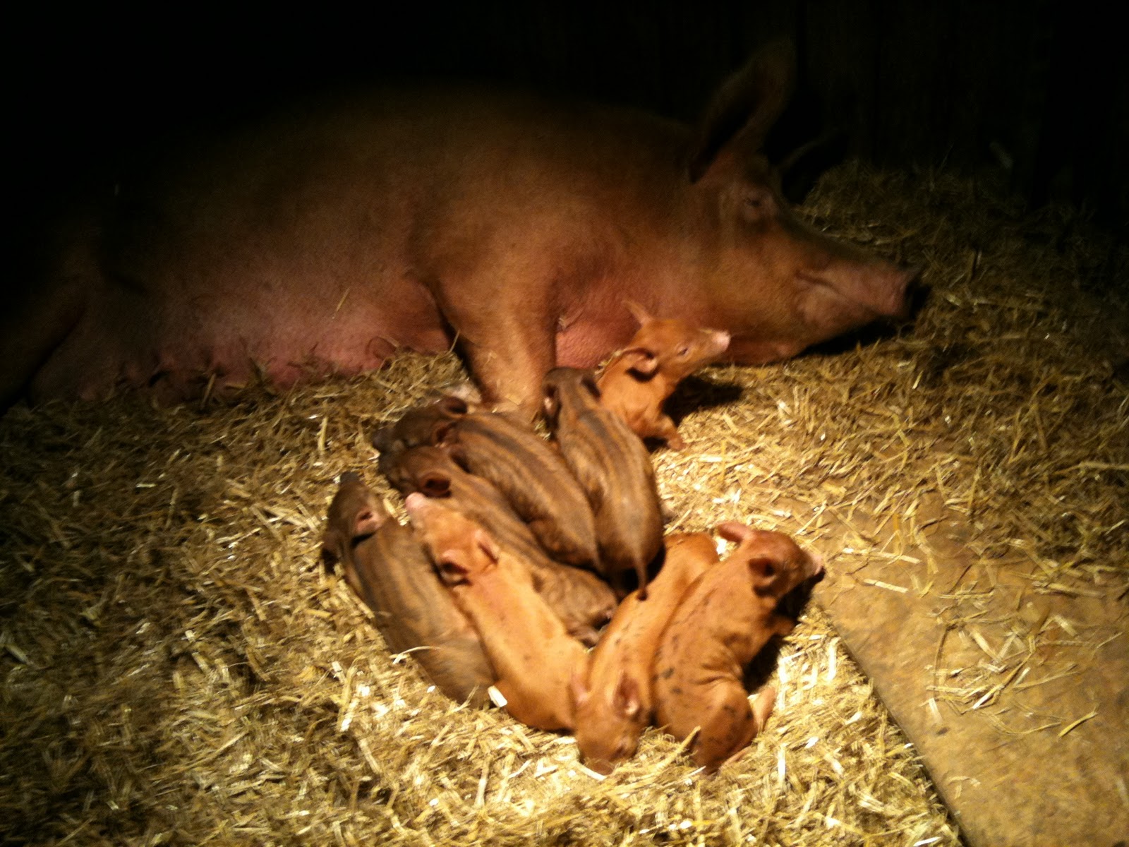 The Good Life: Pig Gallery...
