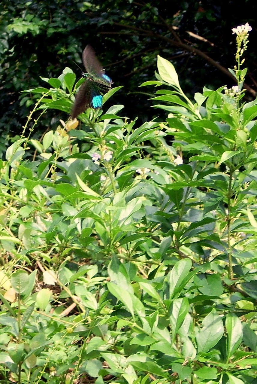 Calvin, Ashton, Camden, Coulton & Jace: Monkey Mountain, Nan Lian ...