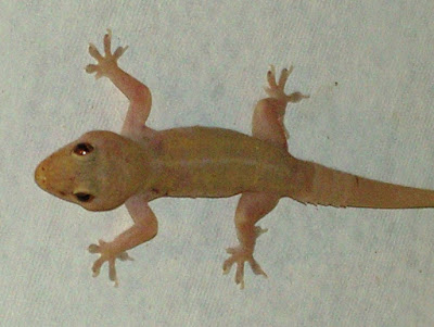 Cultura científica desde la escuela: TUQUECAS (GECKOS) SORPRENDIDAS EN ...