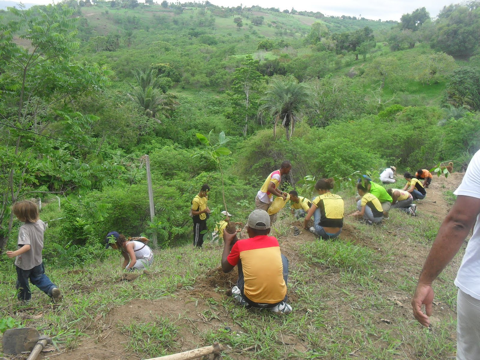 REFLORESTAMENTO DA NASCENTE DA FONTE DO CIPOAL