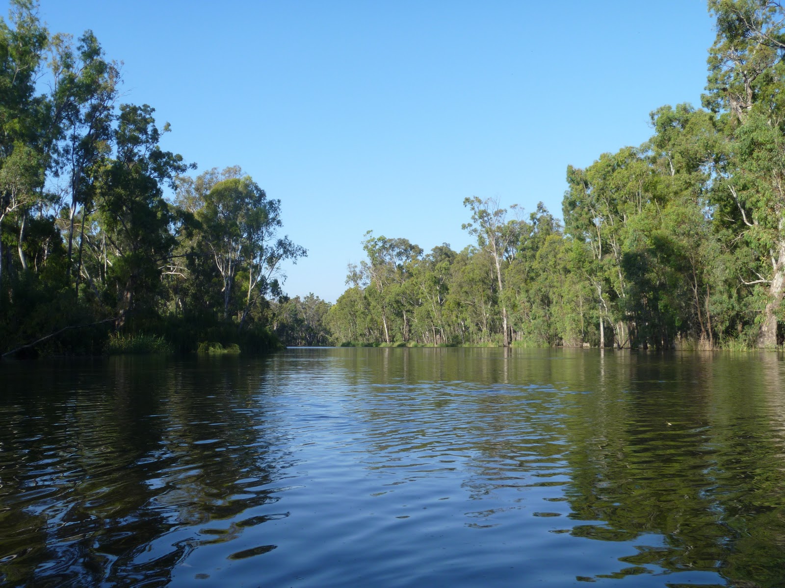 AYAC: The Sauce of the murray [ volume 4 : Christmas in Barmah Forest ]
