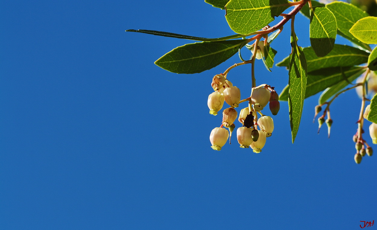 Disparando En Los Pedroches: Flor de madroño