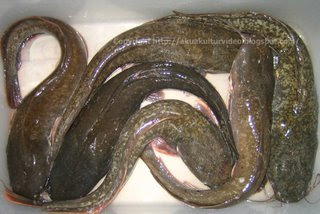 Jenis Keli | Maklumat Pertanian | Maklumat Penternakan| Agro Teknologi