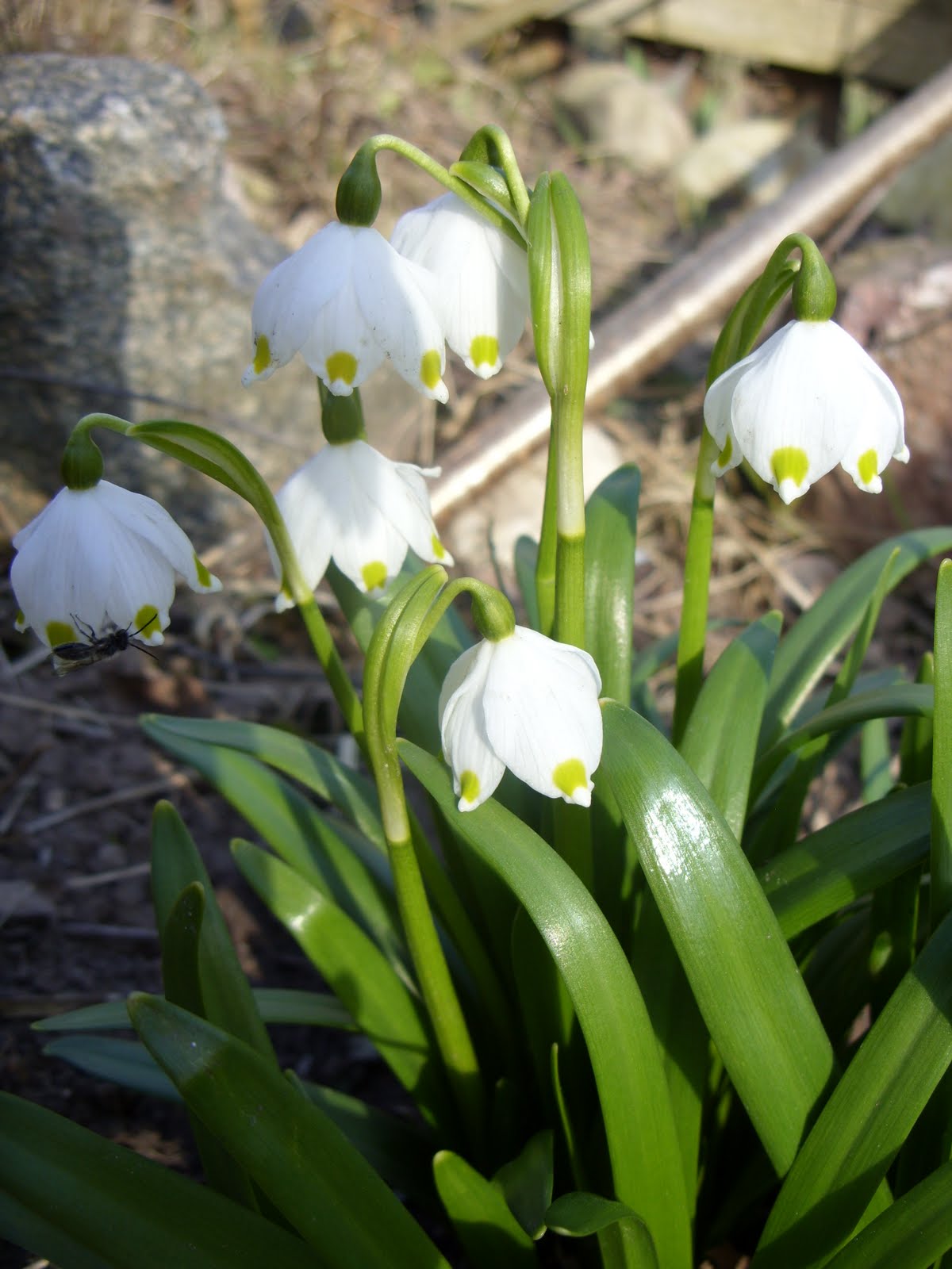 Triinu ajaveeb: Kevad käes. Ja nii ongi:)