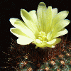 daily cactus bloom: Frailea