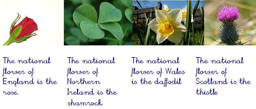 Our English Blog: Floral emblems in United Kingdom